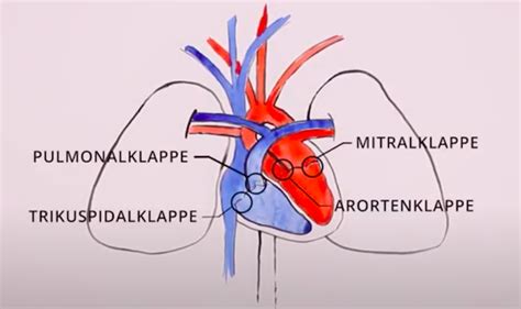 Herzklappen Arten Aufgaben Und Defekte Neue Herzklappe