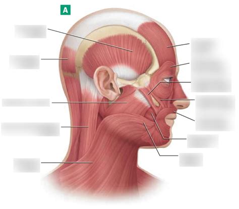 Figure Muscles Of The Head And Neck Lateral View A