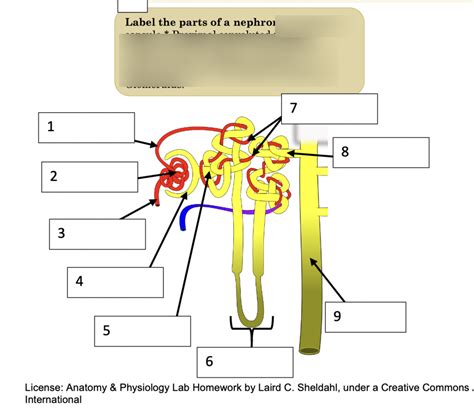 Lab Exam Urinary System Diagram Quizlet