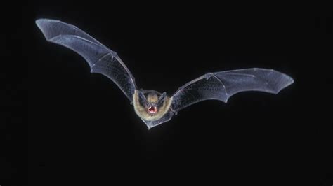 Chauve Souris Dans La Maison Symbolique Ventana Blog