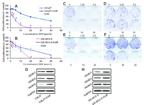 The Expression Of HDACs Is Upregulated In Cisplatin Resistant Cells