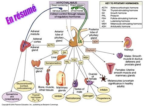 Le Complexe Hypothalamo Hypophysaire Superprof