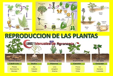 Proceso de REPRODUCCIÓN DE LAS PLANTAS Libros y Manuales de Agronomia