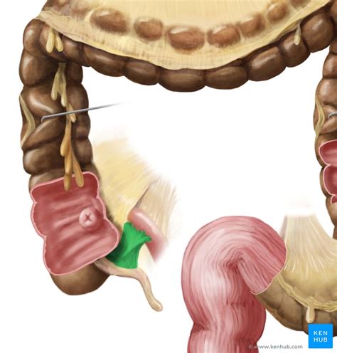Appendix Anatomie