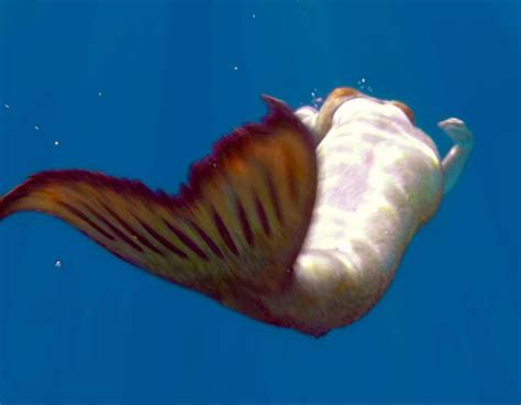 Pin By Anastasia On Mako Island H2o Mermaid Tails H2o Mermaids