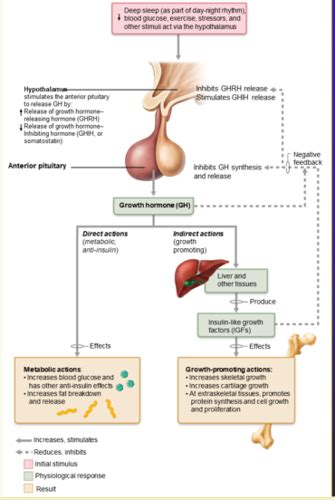 Endocrine System Flashcards Quizlet