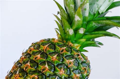 C Mo Hacer Una Rica Y Cremosa Gelatina Sabor Pi A Colada Solo Sigue