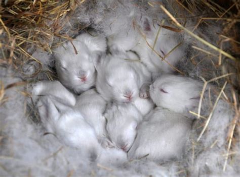 Ultimate Guide To Breeding Rabbits Top Tips Recommendations