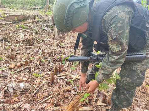 Aseguran otra plantación de coca en zona núcleo de la Biósfera del Río