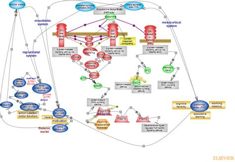 Dopamine Pathways Diagram