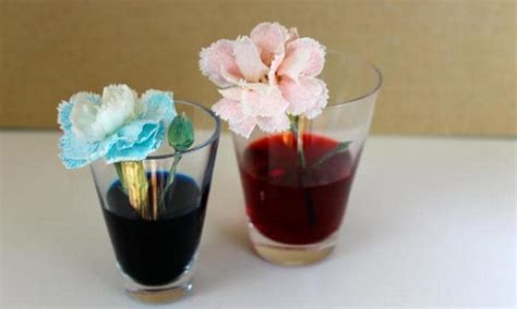 Activity Of The Month Colourful Flowers Experiment Tillys Play