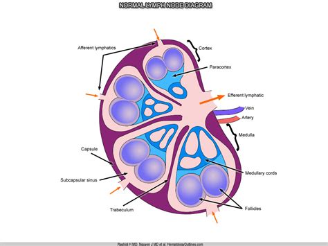Human Lymph Node Diagram