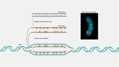Fluorescent In Situ Hybridization FISH