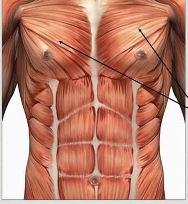 Muscles Of Torso Flashcards Quizlet