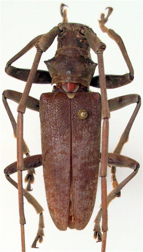 Cerambycidae Species Details