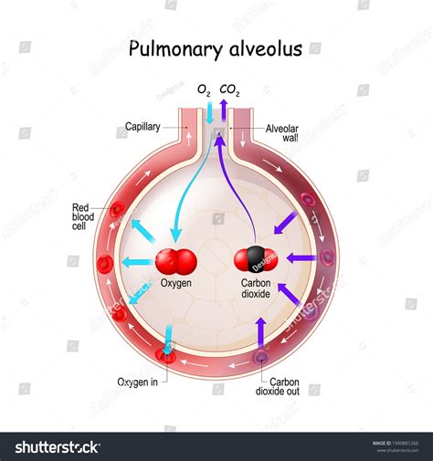 Alveolus Gas Exchange Anatomy Pulmonary Alveolus Stock Vector Royalty
