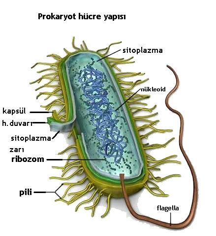 Karyot H Cre Ile Prokaryot H Crelerin Farklar Nedir