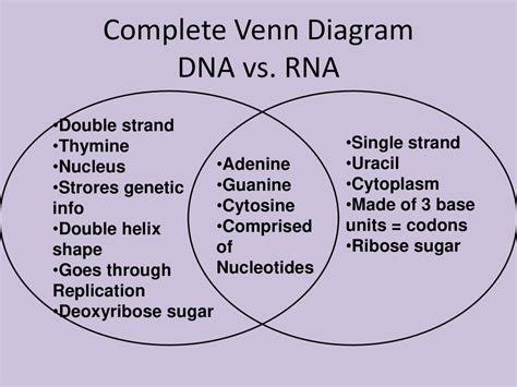44 Venn Diagram Comparing Dna And Rna Modern Wiring Diagram