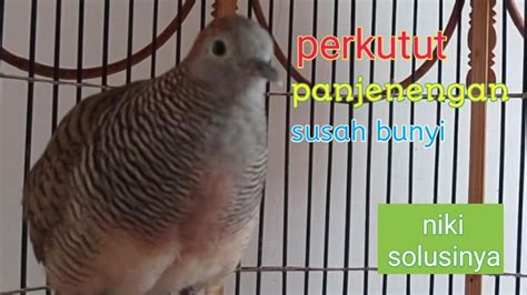 Suara Perkutut Lokal Alam Gacor Kalau Perkutut Panjenengan Susah Bunyi
