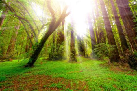 Nature Sunbeam HD Wallpaper