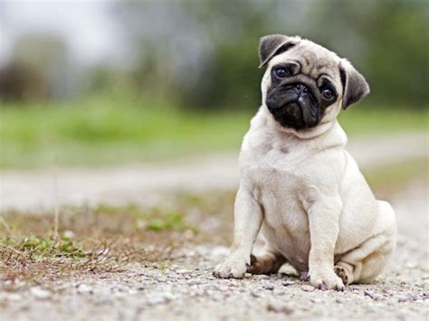 Que raça de cachorro mais combina a sua personalidade