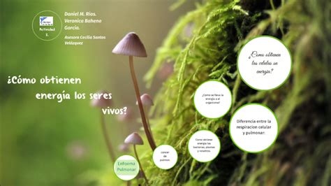 Cómo obtienen energía los seres vivos by Daniel M Rios on Prezi