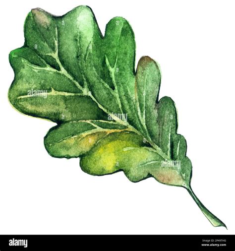Watercolor Forest Tree Green Oak Leaf Isolated Vector Stock Vector