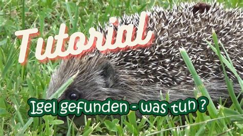 Tutorial Igel Gefunden Was Tun Youtube