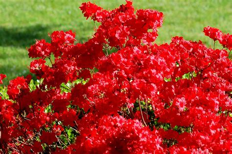 Fall Flowering Evergreen Shrubs