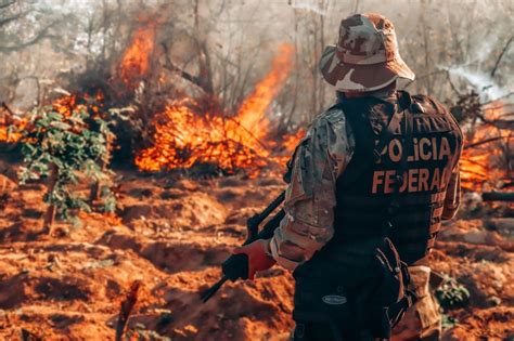 Polícia Federal erradica mais de 130 mil pés de maconha no Sertão de PE