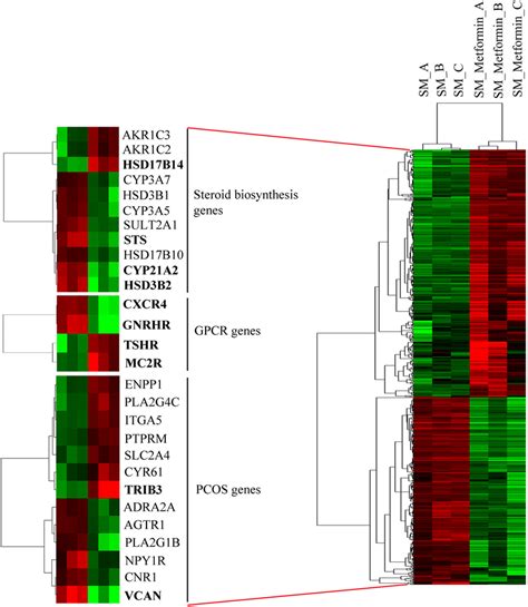 heat map of affymetrix microarray data showing differentially expressed download scientific