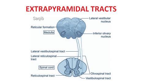 Extrapyramidal Tract Ppt