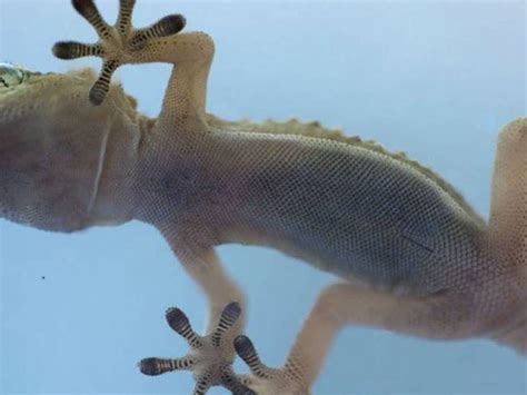 Cuál es la diferencia entre una salamandra y una salamanquesa