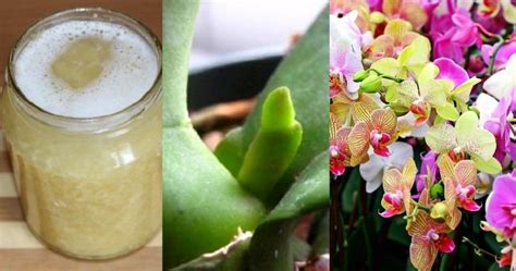 Descubre cómo usar el jugo de limón para salvar tus orquídeas ideas