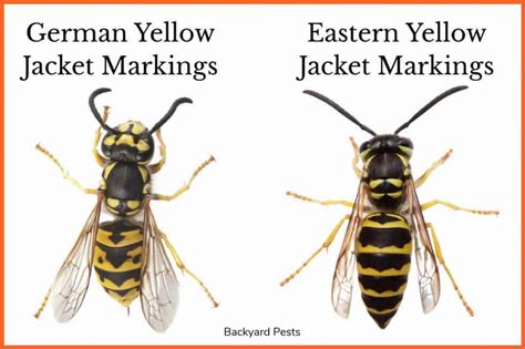 Ways To Tell A Ground Bee From A Yellow Jacket Wasp With Pictures