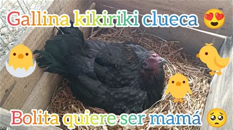 Mi GALLINA Bolita está clueca mi primer gallina kikiriki miniatura
