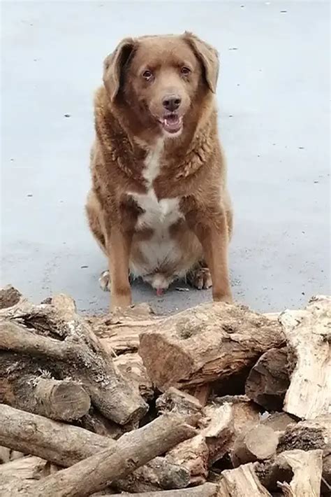 Bobi El Perro De A Os Que Rompi El R Cord Guinness Por Ser El M S