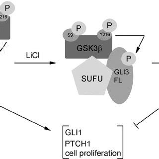 Schematic Representation Of The Proposed Events In Colon Cancer Cells