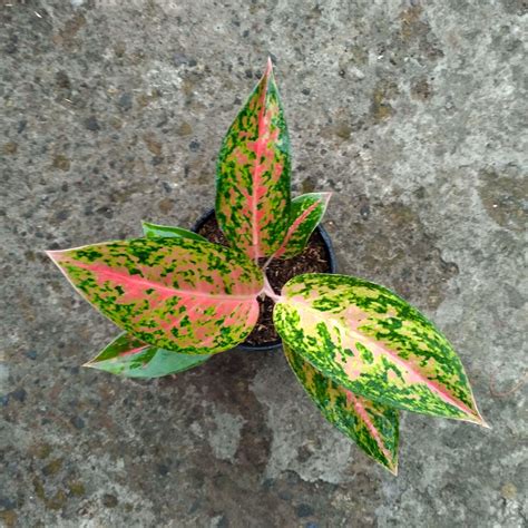 Tanaman Hias Aglaonema Aglonema Big Roy Lazada Indonesia
