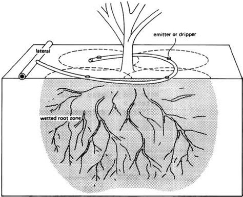 Vegetable Gardening For Beginners The Basics Of Planting Vegetable