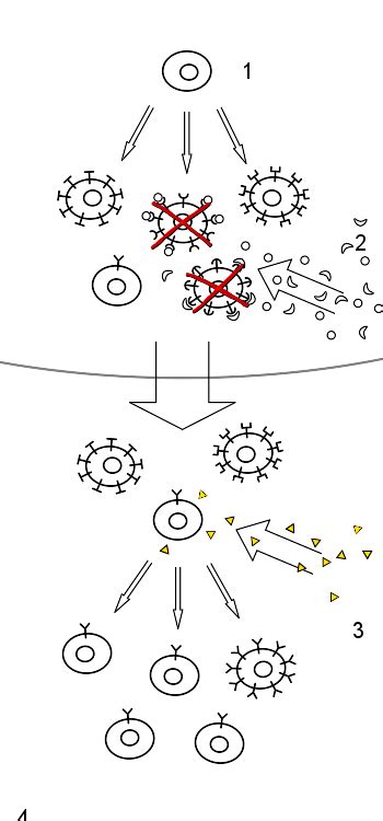 11 10a clonal selection and tolerance biology libretexts