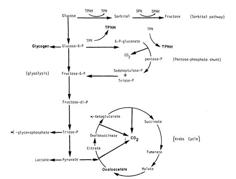 File EyeRounds Case 304 Glucose Metabolism Pathways LRG NC Commons