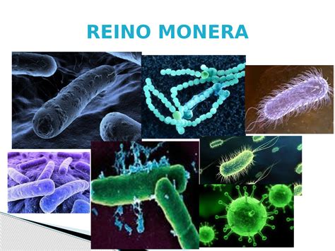 Reino monera caracteristicas Diapositivas de Biología Docsity