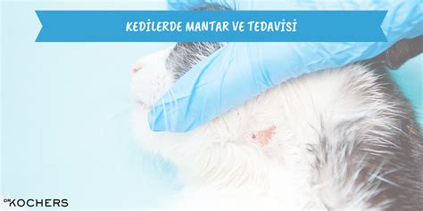 Kedilerde Mantar Ve Tedavisi