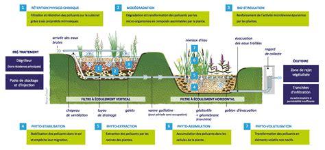 Schéma dun jardin dassainissement ou phytoépuration Dicas Truques