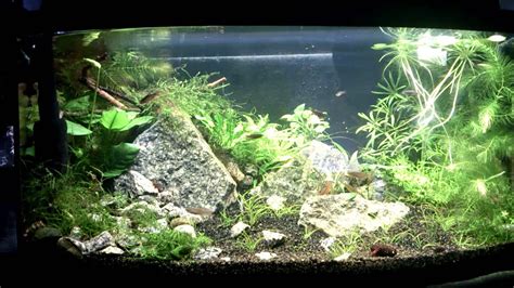 Low Tech czyli akwarium prawie bezobsługowe YouTube