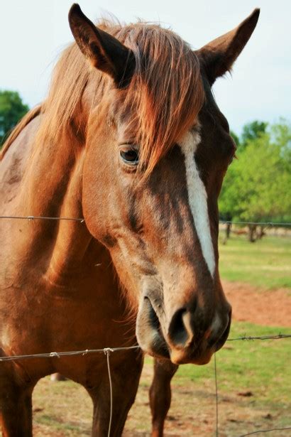 Cavalo De Brown Mancha Branca Foto Stock Gratuita Public Domain