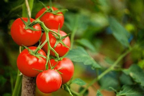 The Best Tasting Tomatoes 7 Delicious Varieties To Grow In Your Garden