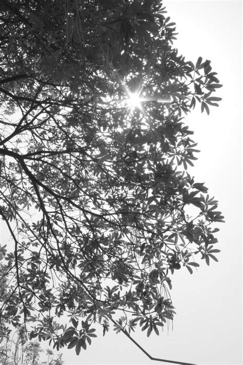 Free Images Branch Black And White Leaf Flower Frost Summer