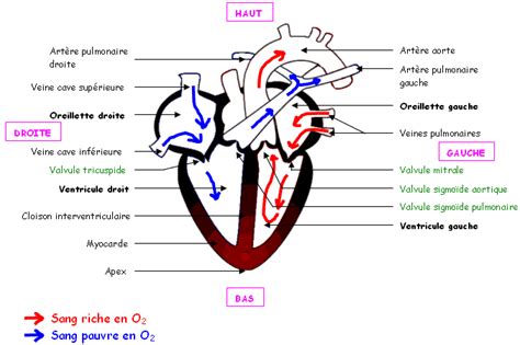 Systeme Cardio Vasculaire Cours Pdf